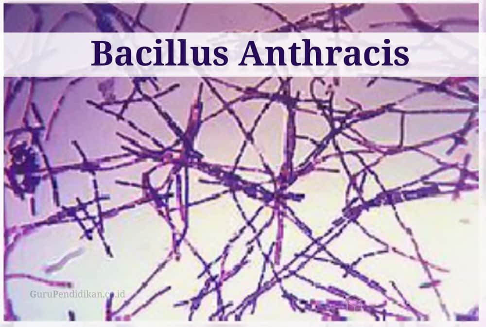 Pengertian Bacillus Anthracis, Ciri, Faktor, Penyakit & Pengobatan ...