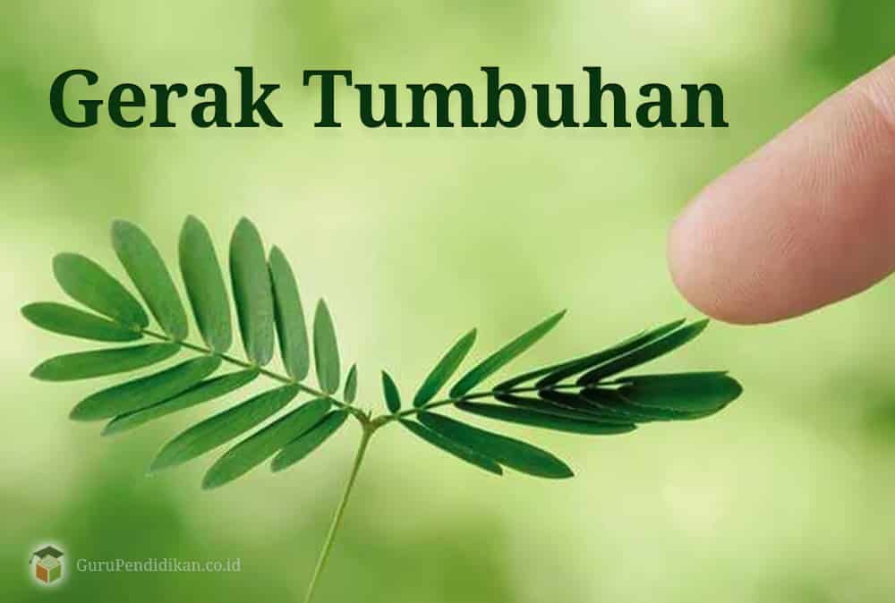 Pengertian Gerak Pada Tumbuhan, Etionom, Endonom dan Taksis - HACK.ac ...